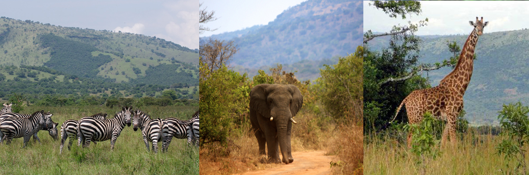 3 Days Rwanda Wildlife Safari Akagera National Park