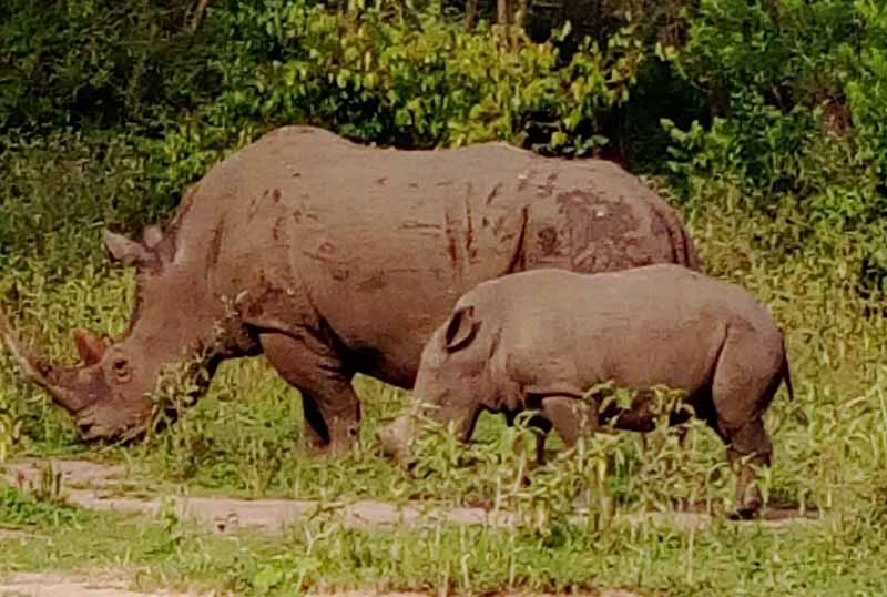 Murchison Falls National Park Uganda, Wildlife safari tours in ...