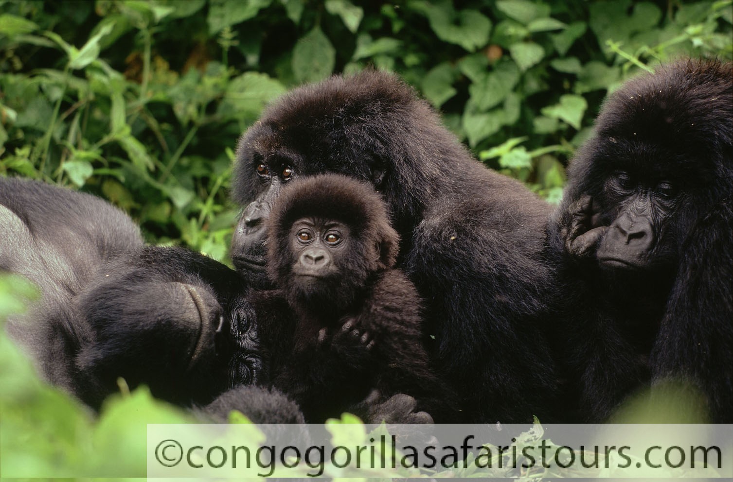 How do Gorillas Reproduce?