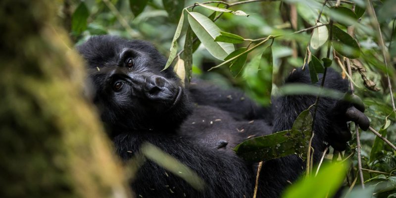 Uganda Gorilla Trekking Updates 2026, Golden cat Tracking & More